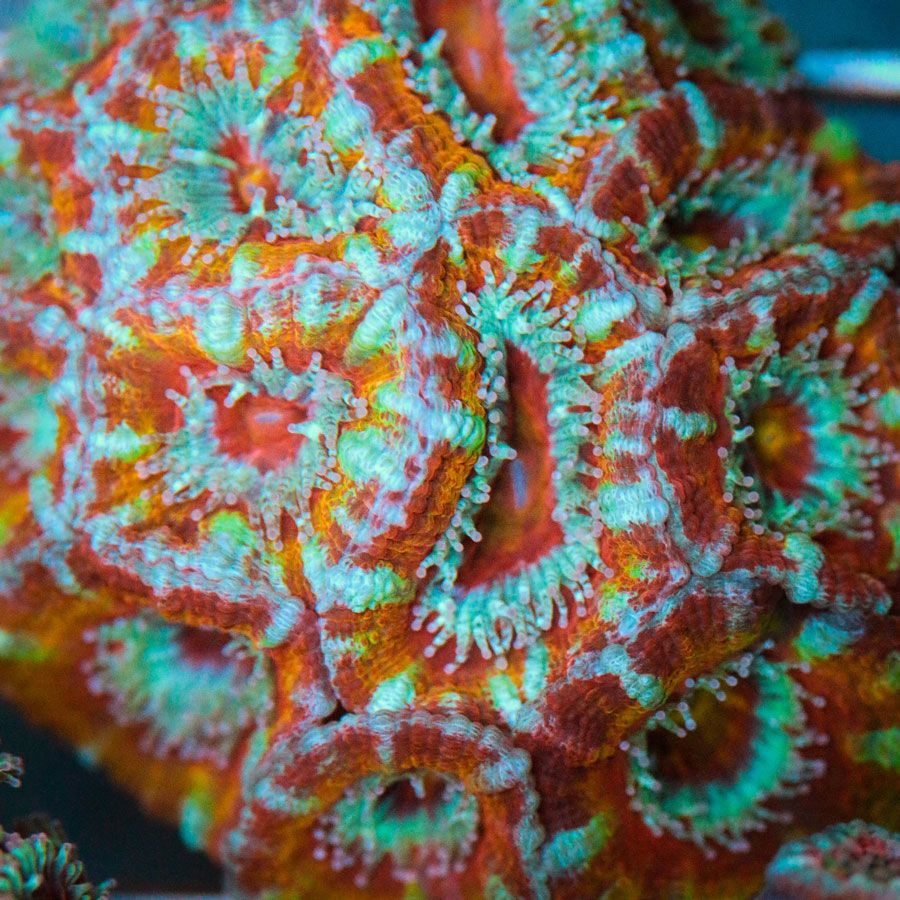 Reef Brite – The Professional's Choice